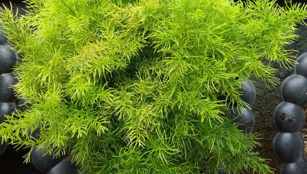 Ming Tree Essential Care Guide – The Trunk Group Limited