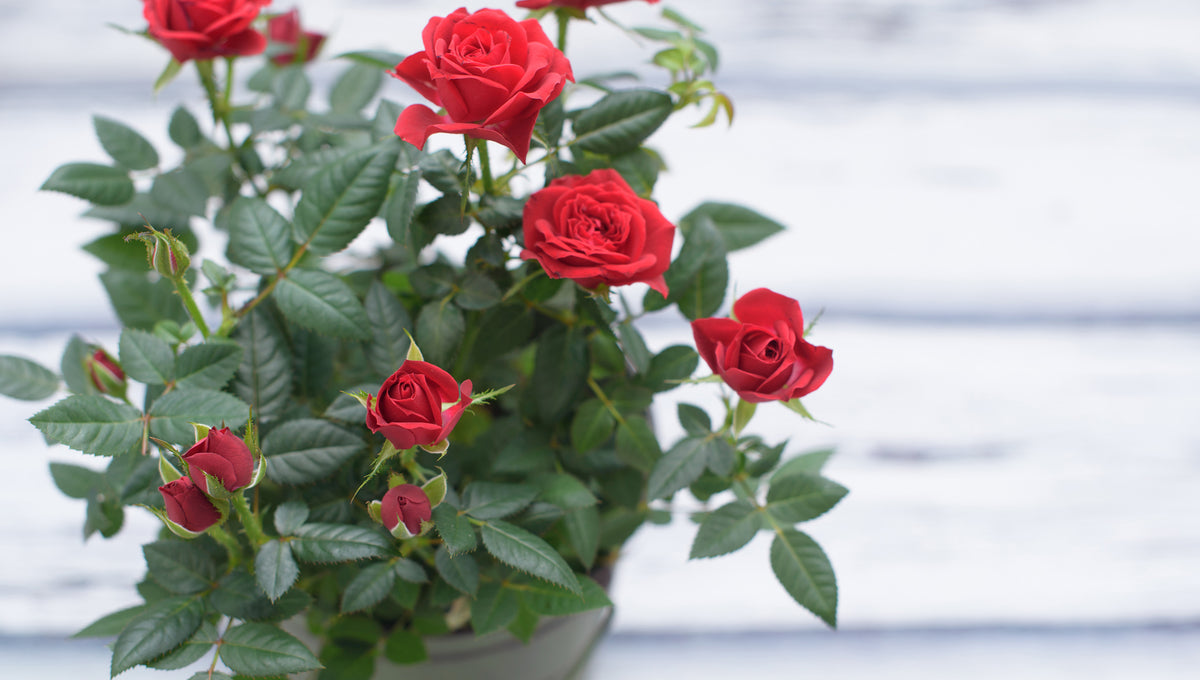 Planting Roses Tips and Guide – The Trunk Group Limited