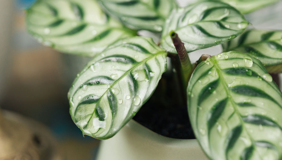 The Complete Care Guide for Ctenanthe Plants – The Trunk Group Limited