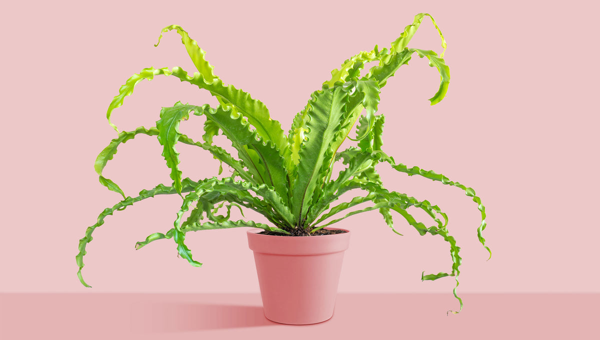 Asplenium Nidus – The Trunk Group Limited