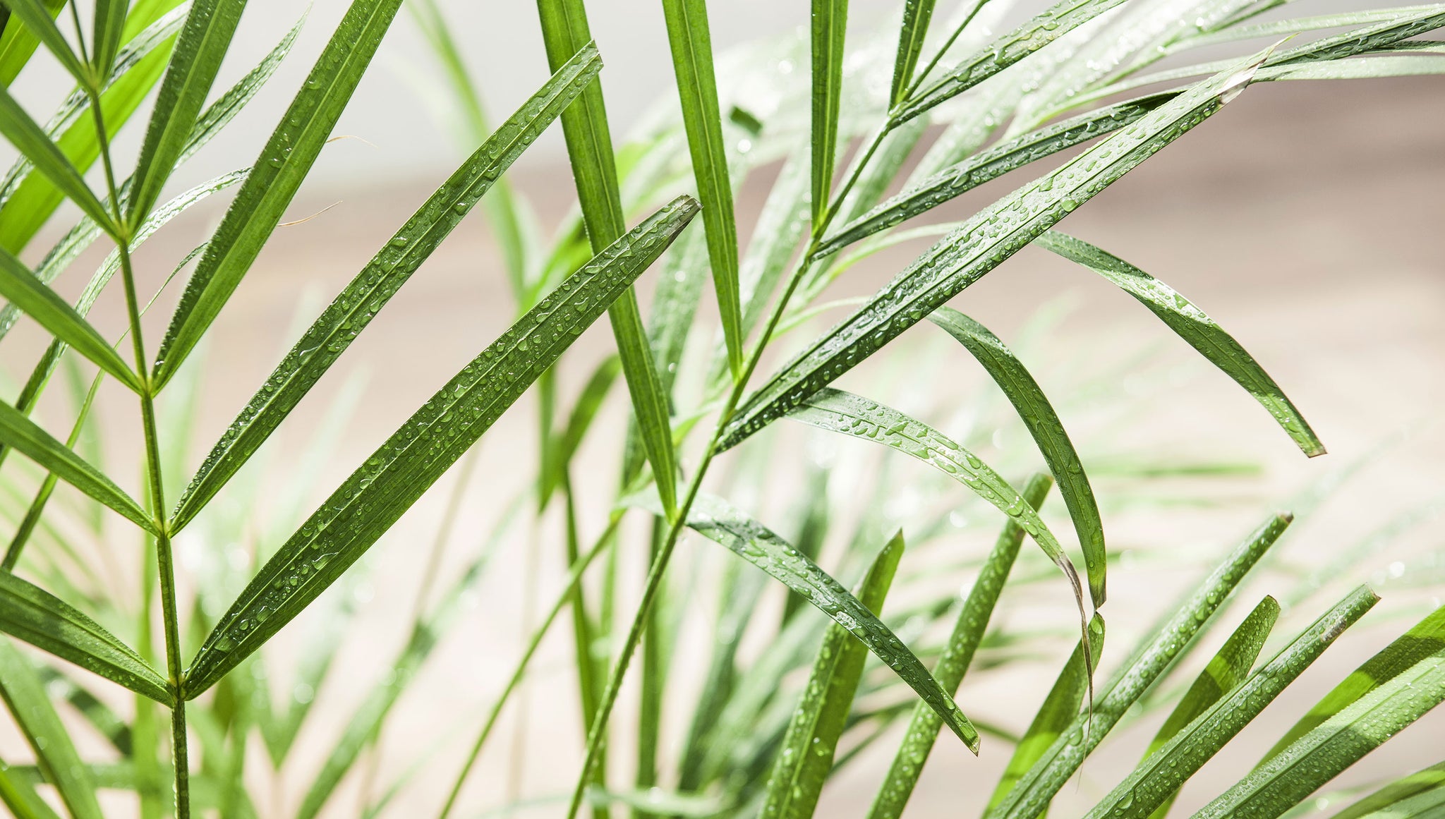 Aloe Vera – The Trunk Group Limited