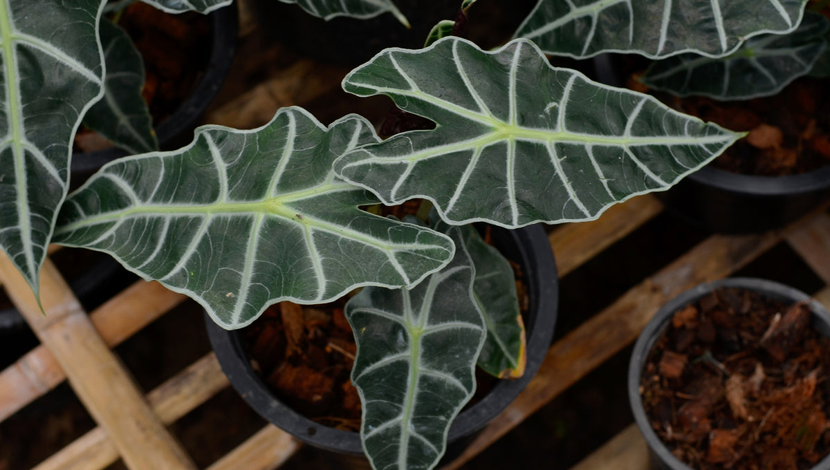 The Ultimate Alocasia Polly Plant Care Instructions – The Trunk Group ...