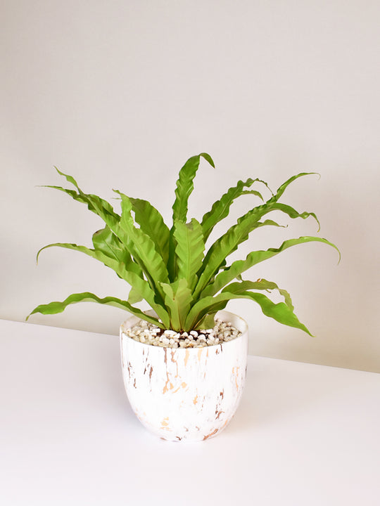 Asplenium Nidus – The Trunk Group Limited