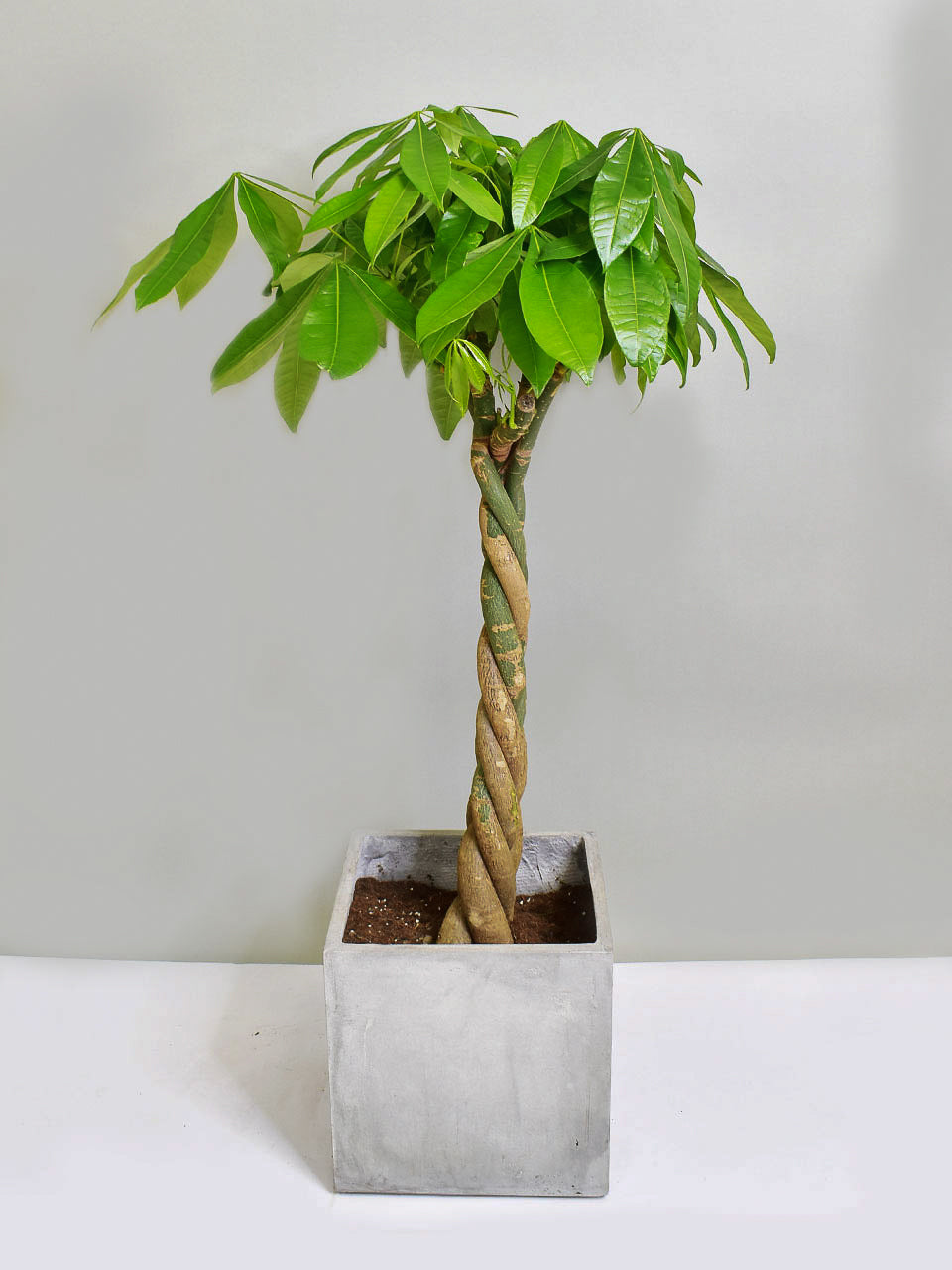 Braid Money Plant – The Trunk Group Limited