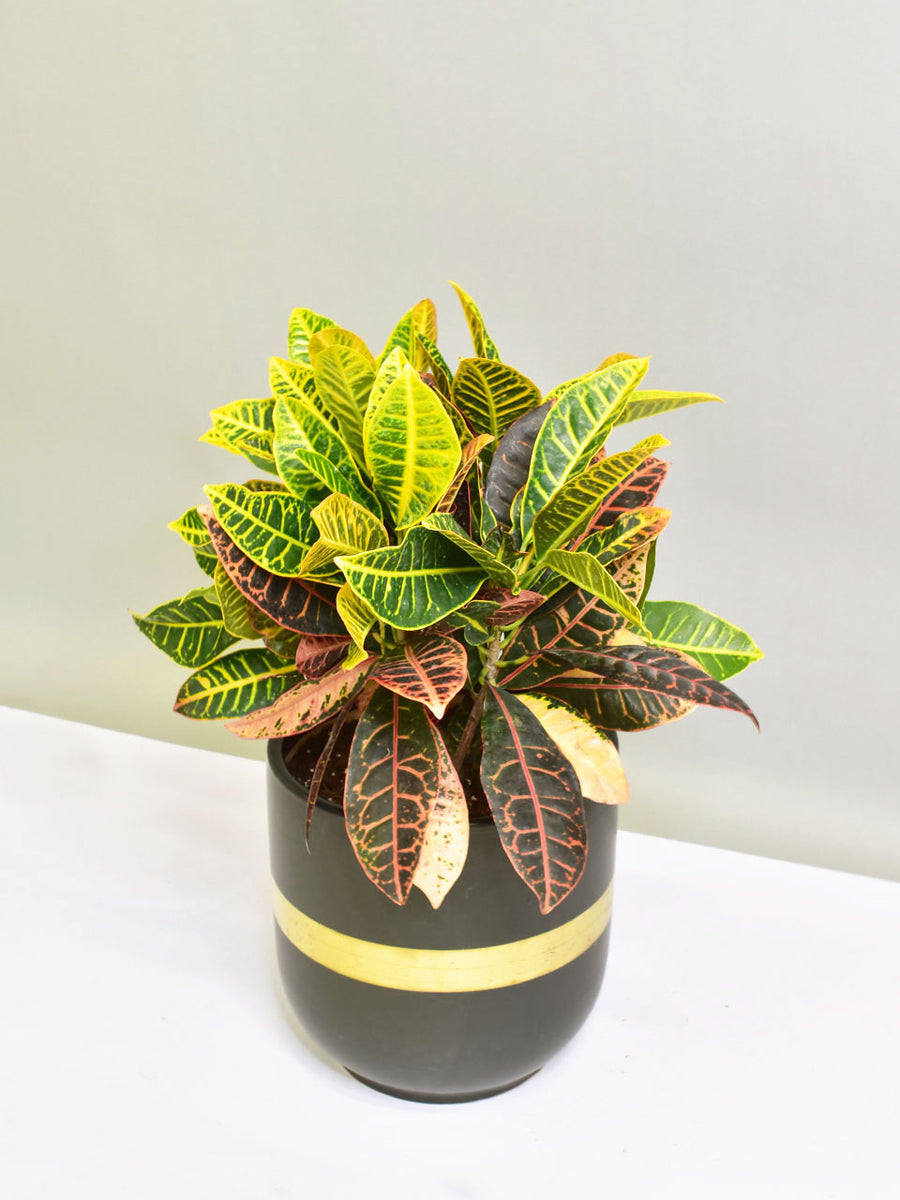 Outdoor Plants – The Trunk Group Limited